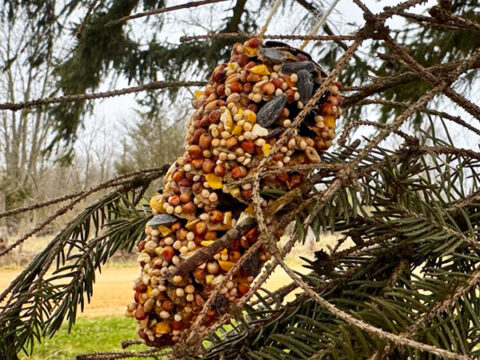 Make Your Own Fun Pinecone Bird Feeder Activity - Hands That Bless